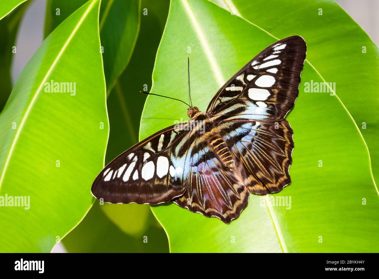 blue tiger striped butterfly Stock Photo - Alamy