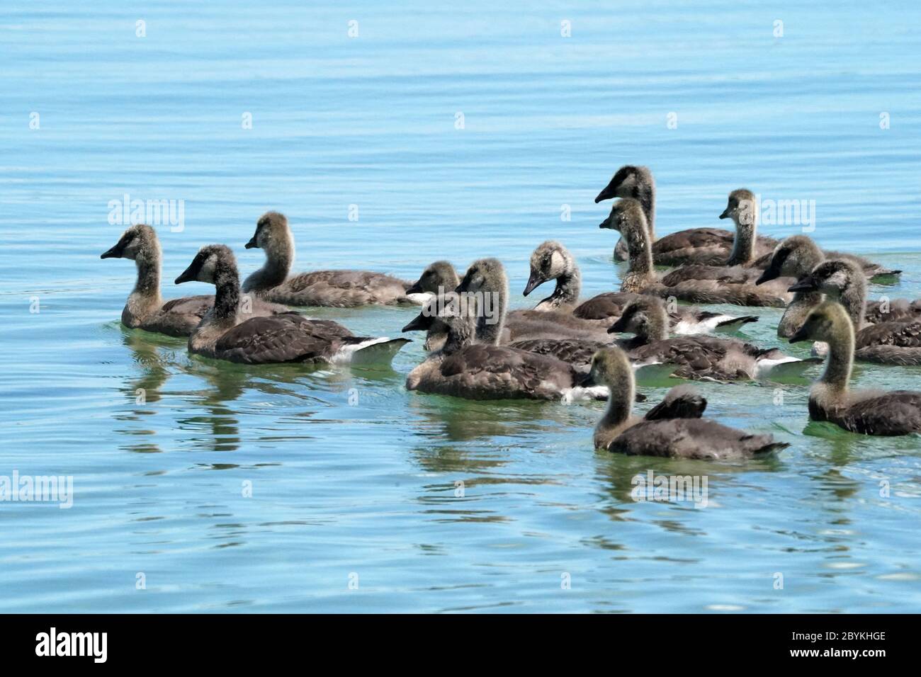 Brood patch hi-res stock photography and images - Alamy