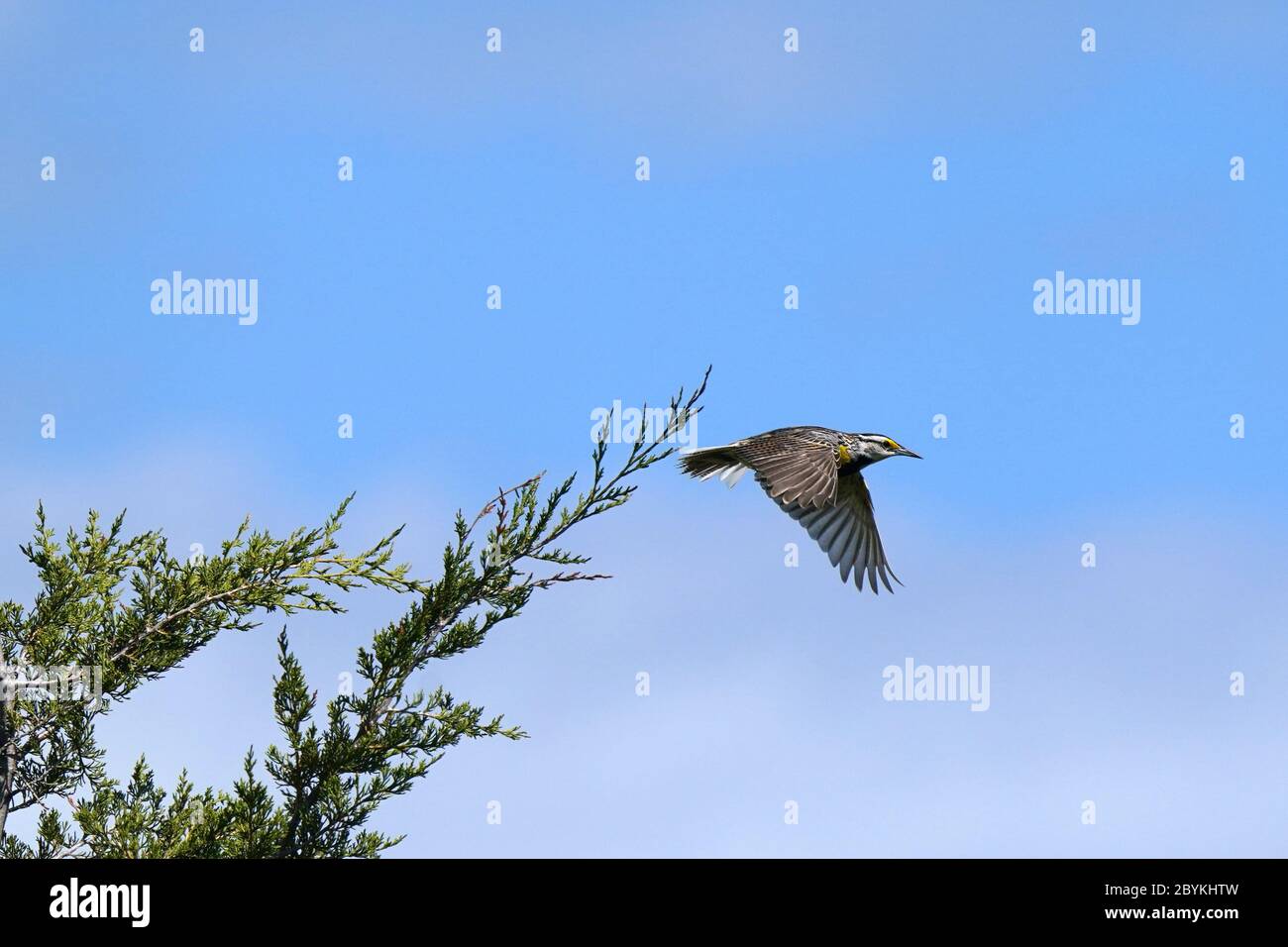 Taking off from tree top hi-res stock photography and images - Alamy