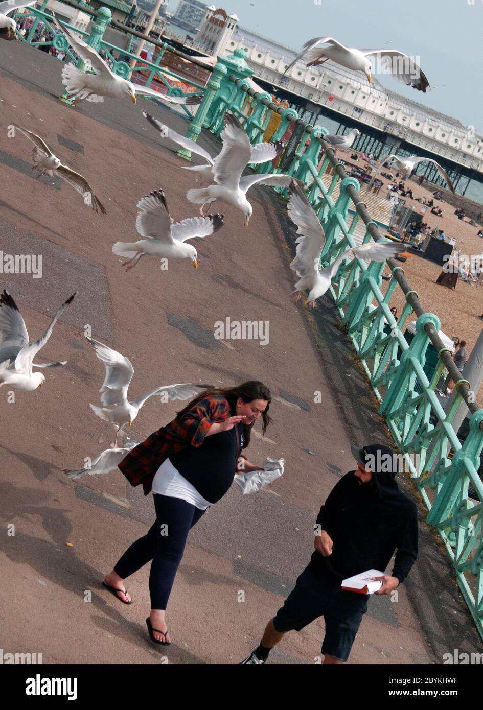 Attacking seagulls hi-res stock photography and images - Alamy