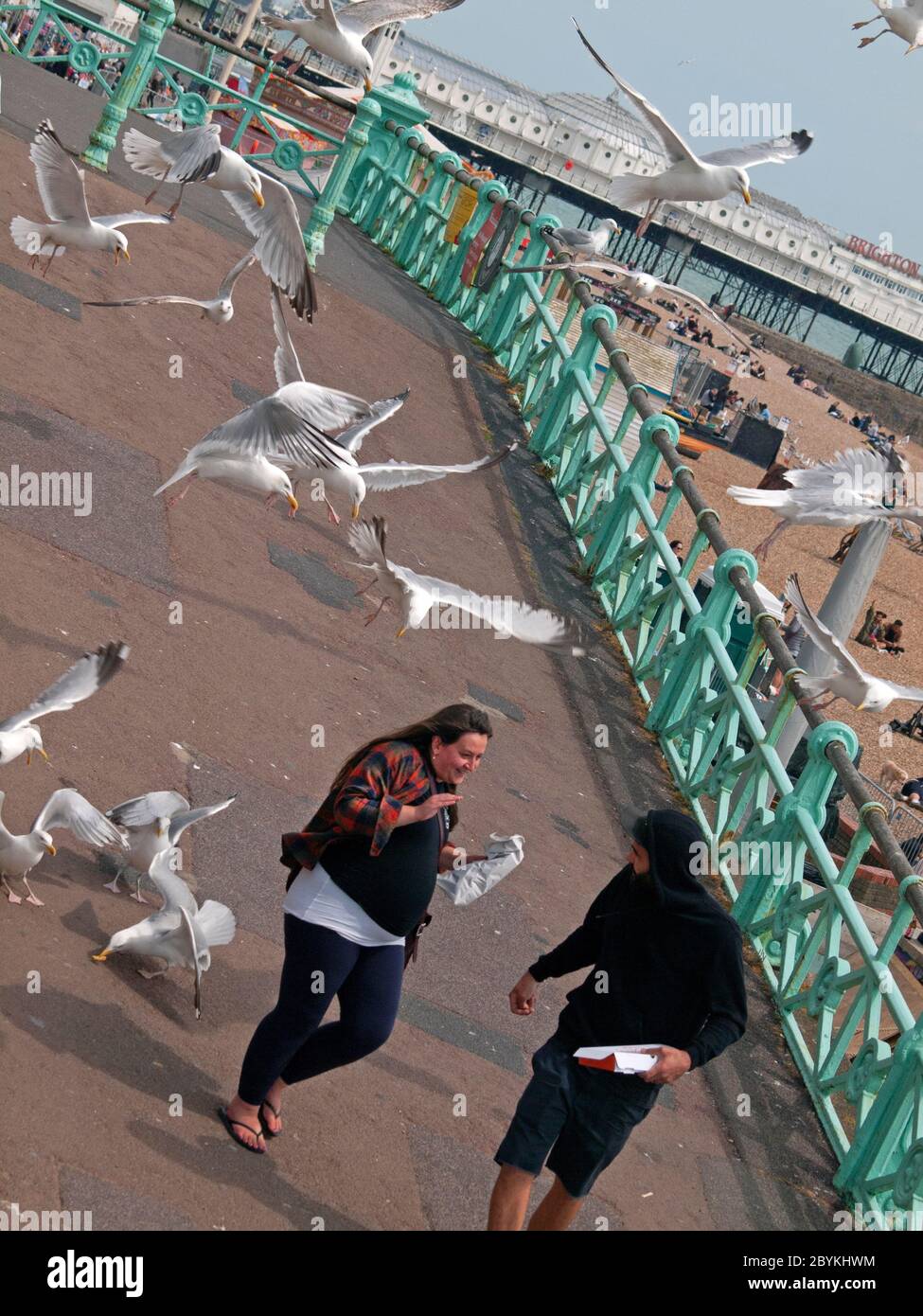 Agressive seagull hi-res stock photography and images - Alamy