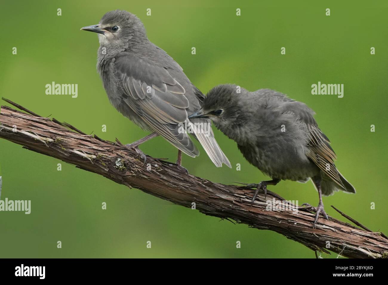European Starling chicks following mother begging for food Stock Photo ...