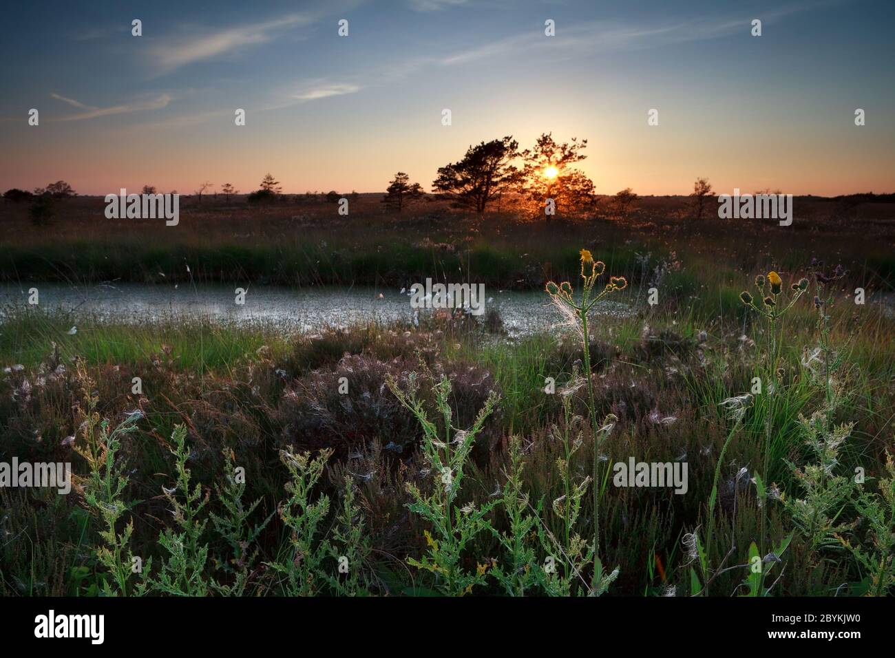 Marsh wildflowers hi-res stock photography and images - Alamy