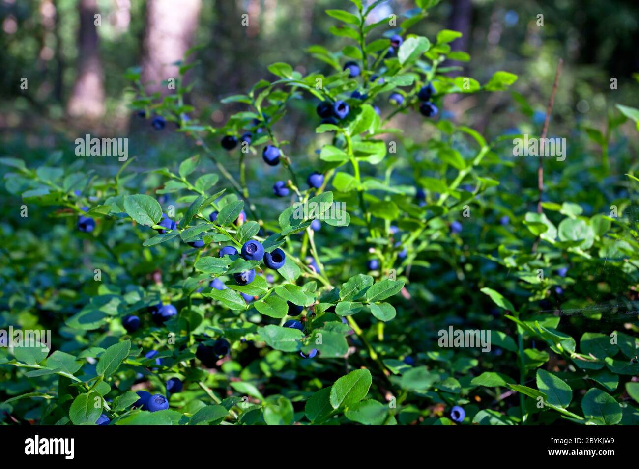 wild bush of blueberry with fruits in sunny forest Stock Photo - Alamy