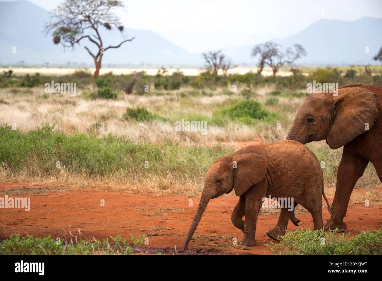 The family of red elephants on their trek through the savanna Stock ...