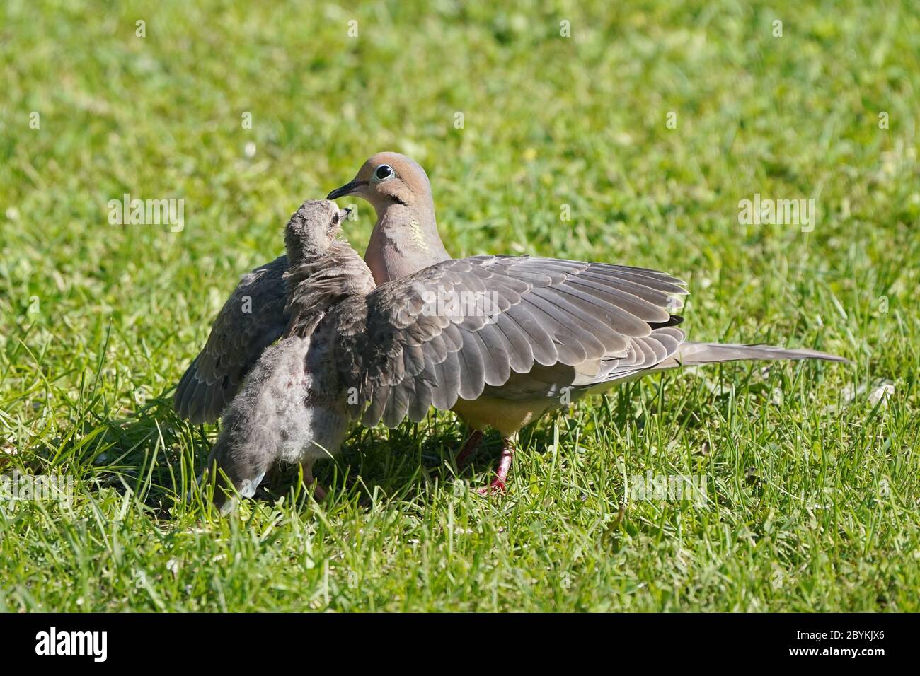 Mourning dove front profile view hi-res stock photography and images ...