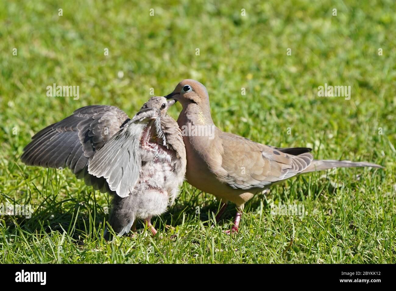 Mourning doves perching and balancing and feeding chick Stock Photo - Alamy
