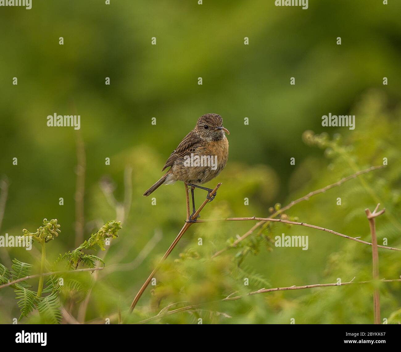 Juvenile stone chat hi-res stock photography and images - Alamy