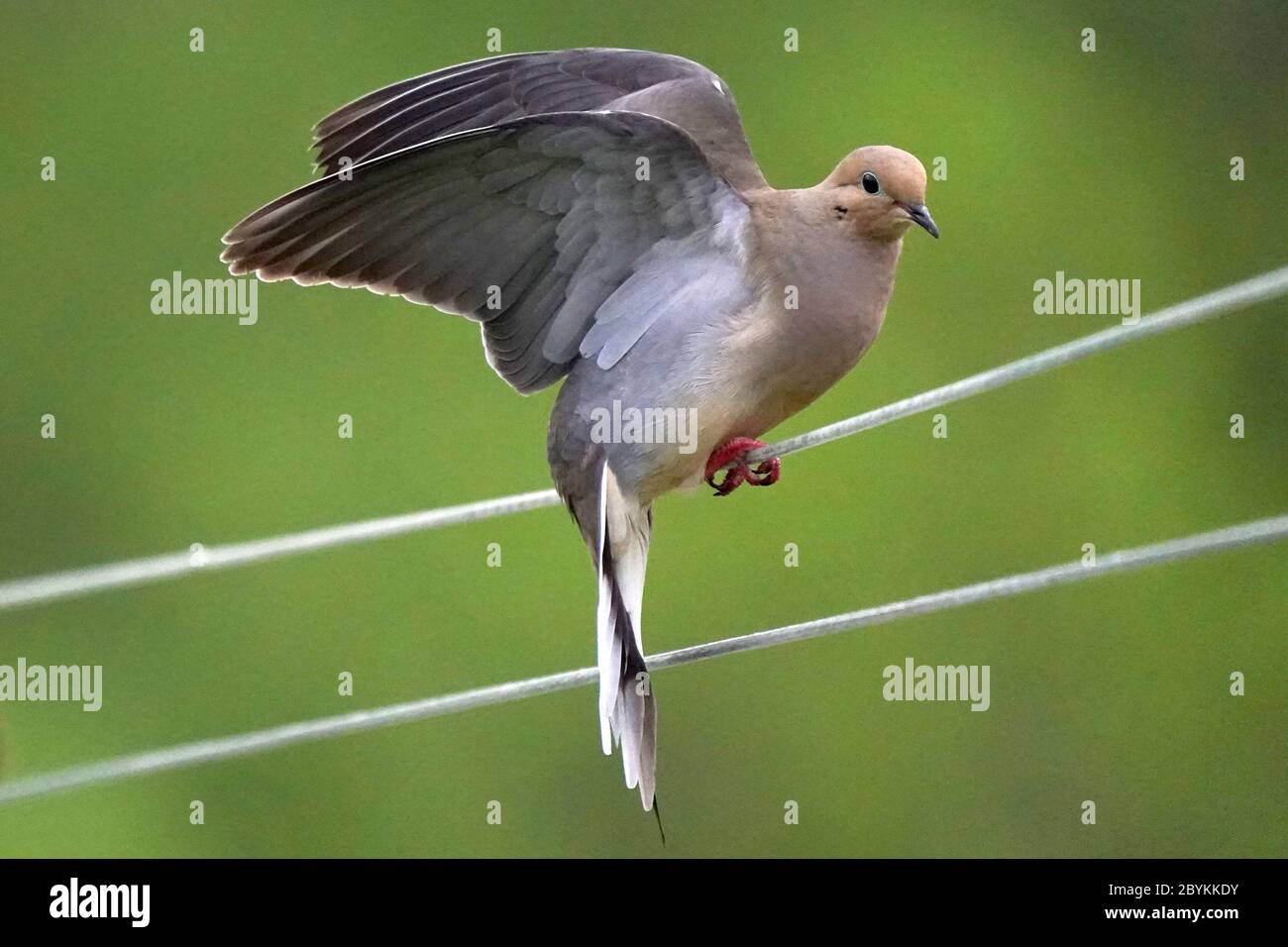 Mourning doves perching and balancing and feeding chick Stock Photo - Alamy