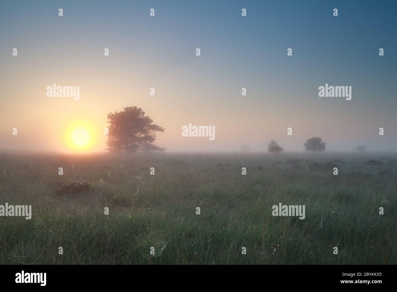 Summer marsh hi-res stock photography and images - Alamy