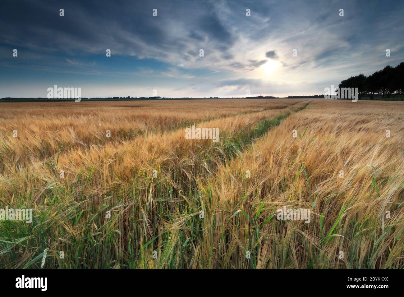 Grain field in sunshine hi-res stock photography and images - Alamy