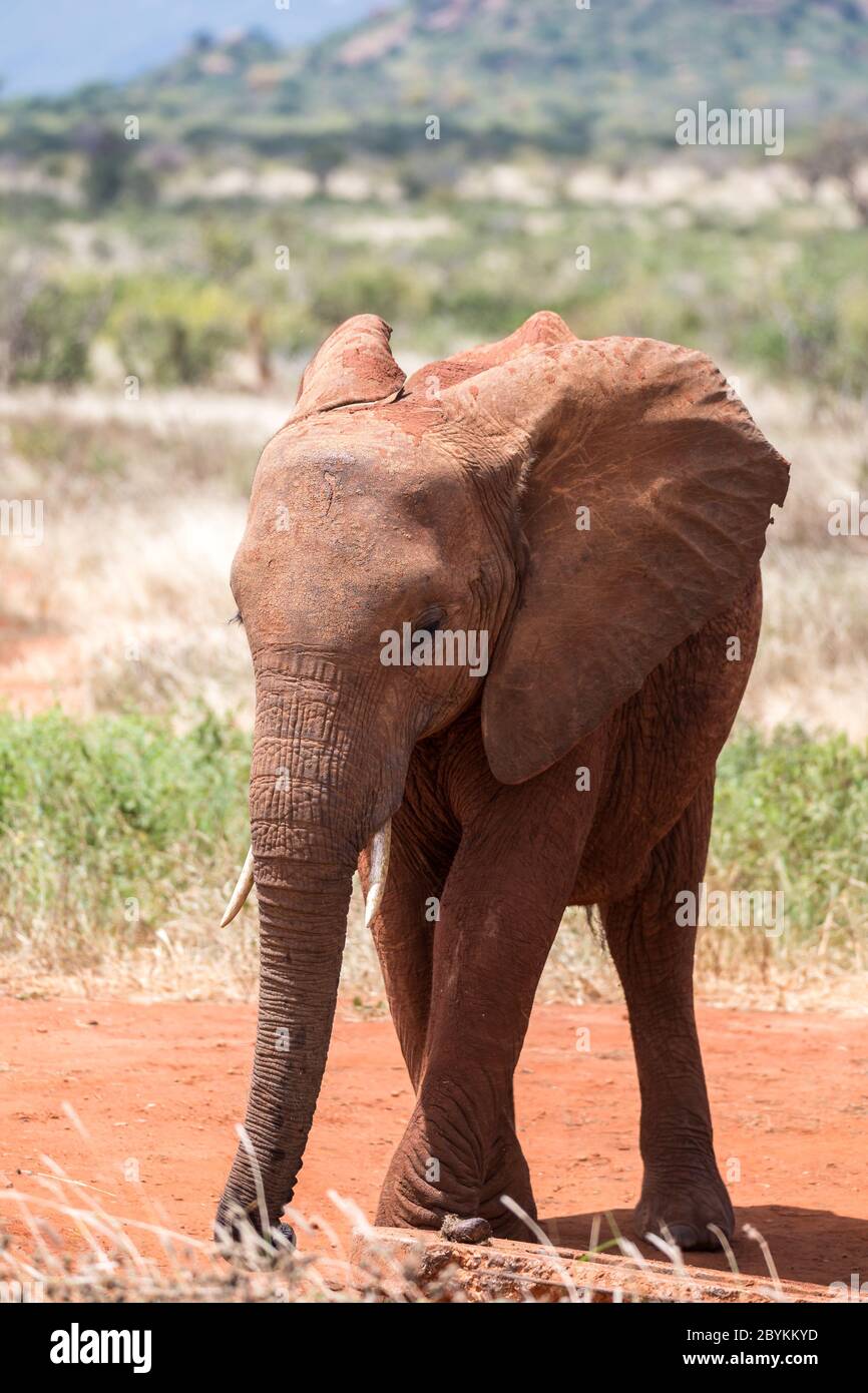 One young red elephant is standing in the savanna Stock Photo - Alamy