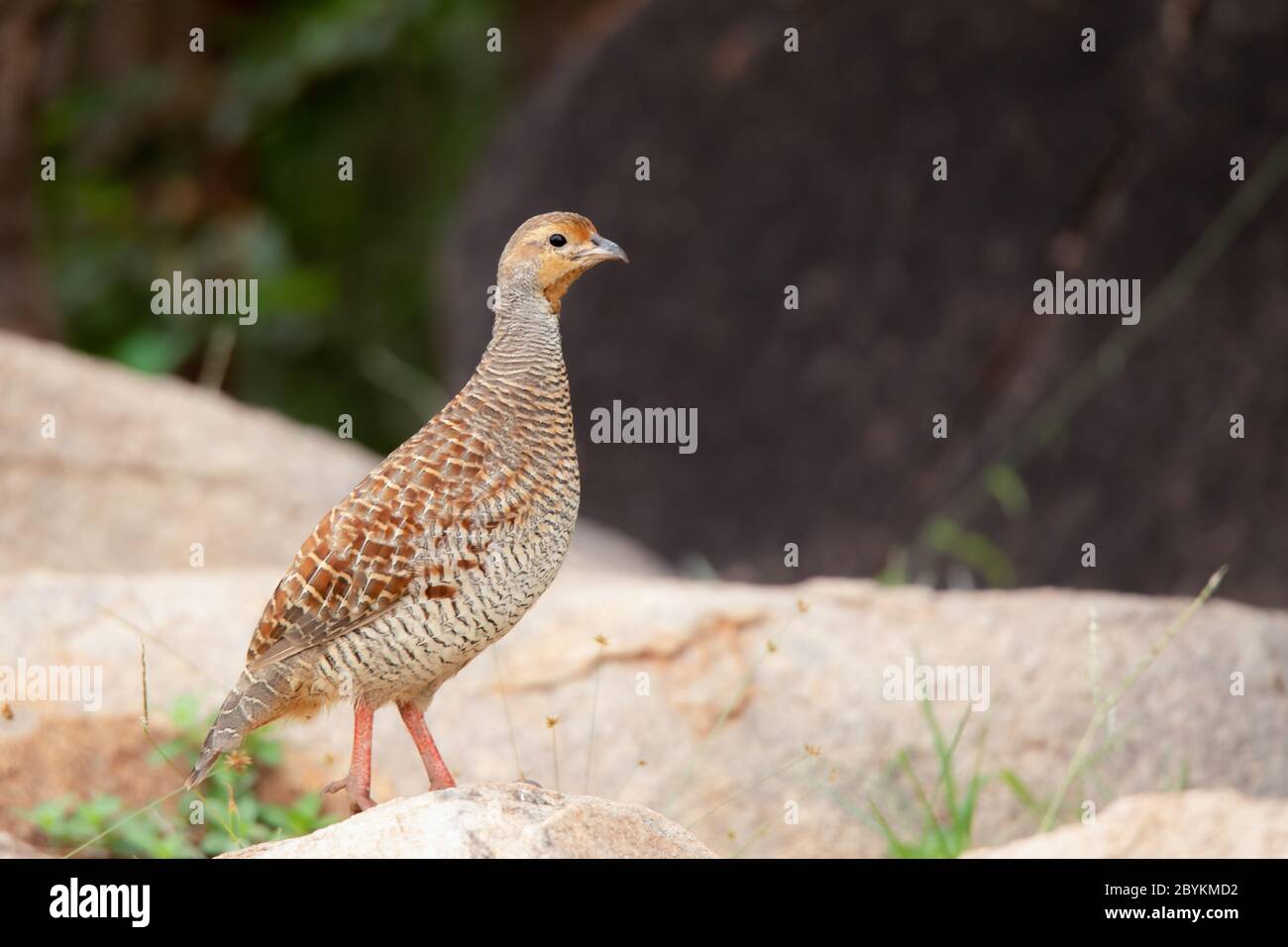Grey Francolin, Hampi, Karnataka, India Stock Photo - Alamy