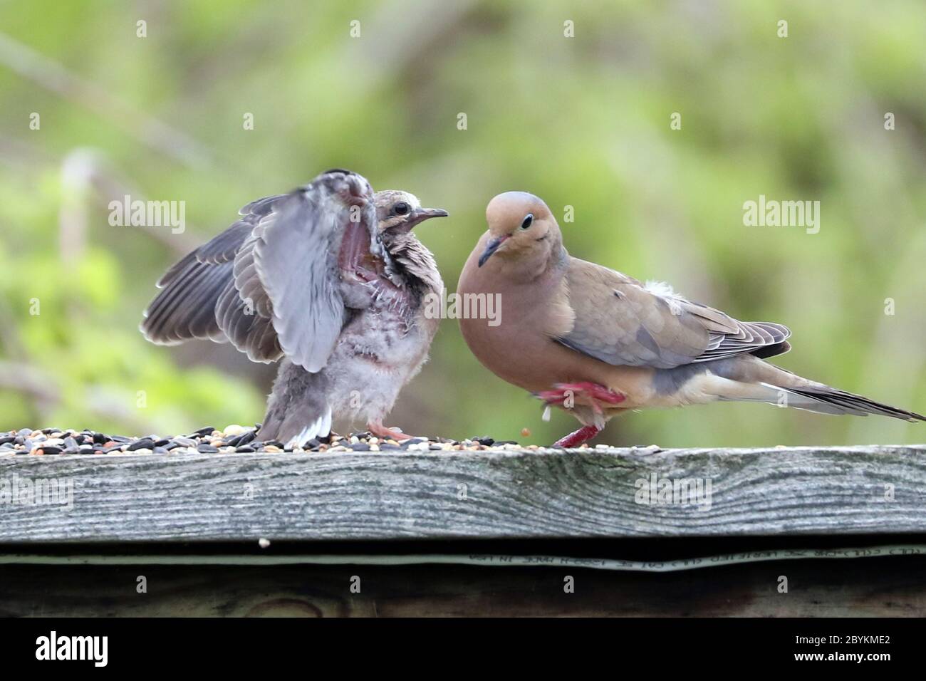 Mourning dove front profile view hi-res stock photography and images ...