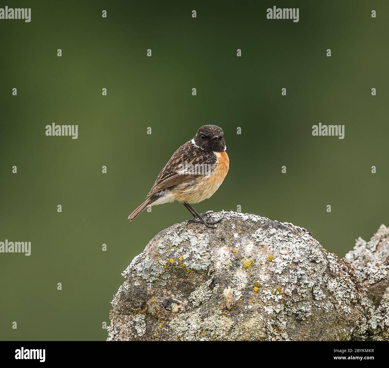 Stonechat flying hi-res stock photography and images - Alamy