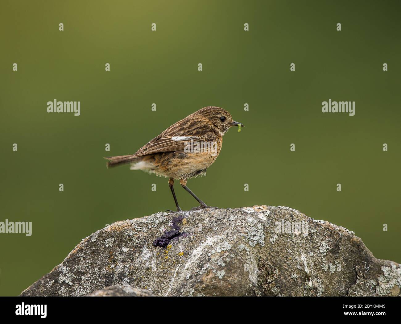 Stonechat flying hi-res stock photography and images - Alamy