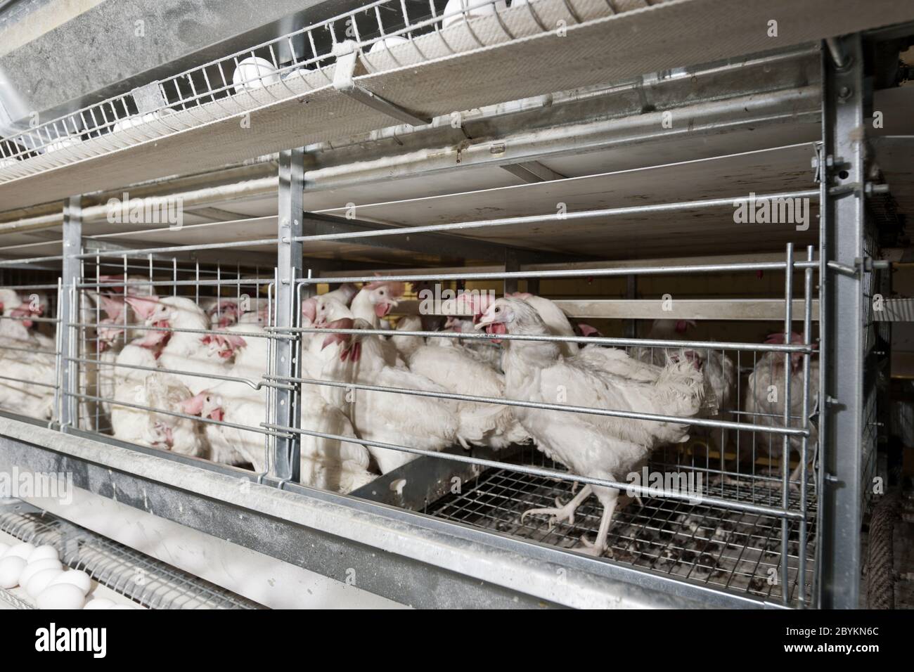 Intensive egg production hi-res stock photography and images - Alamy
