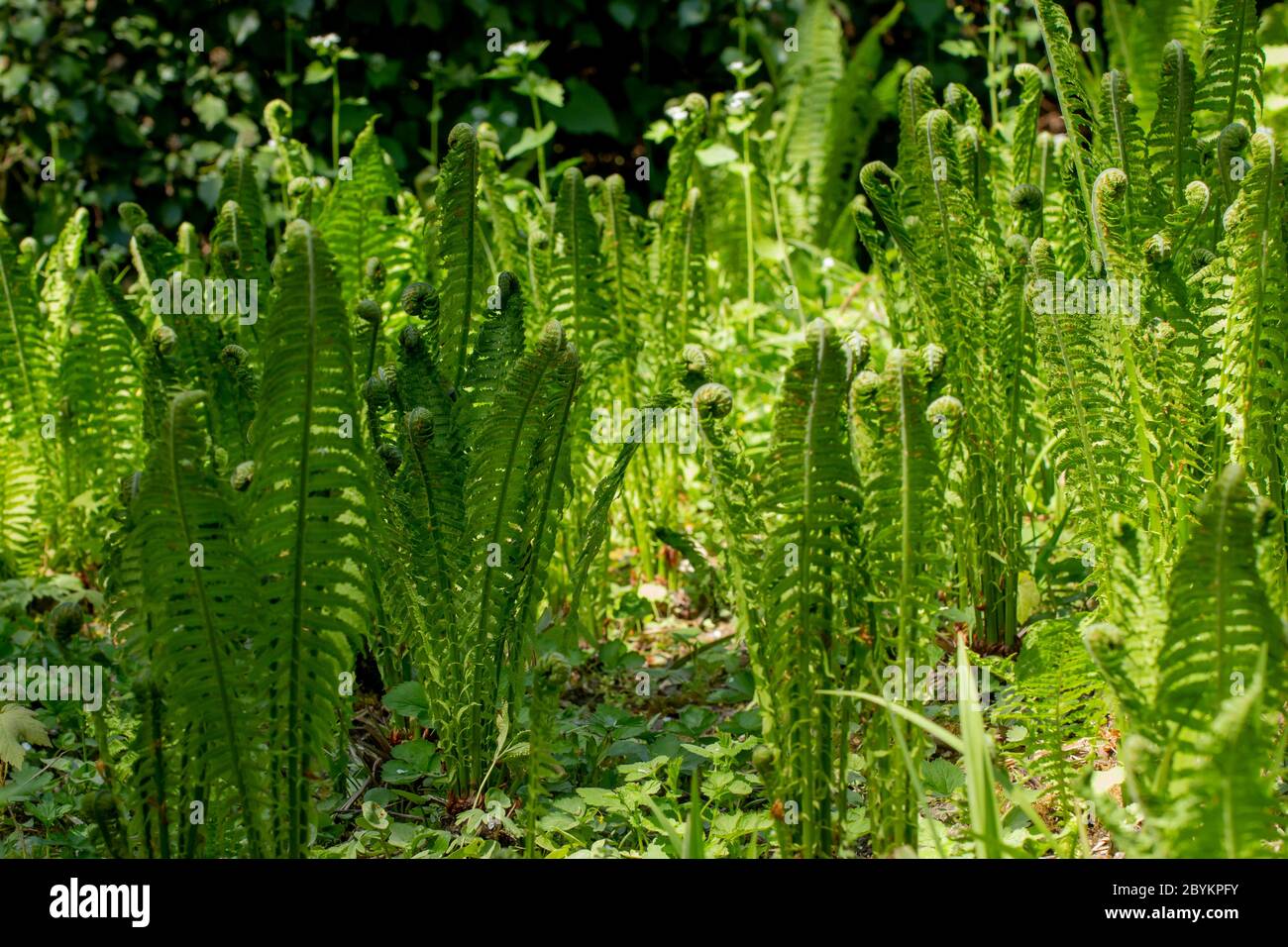 Side view of fresh fern for floral background, Polypodiopsida Stock ...
