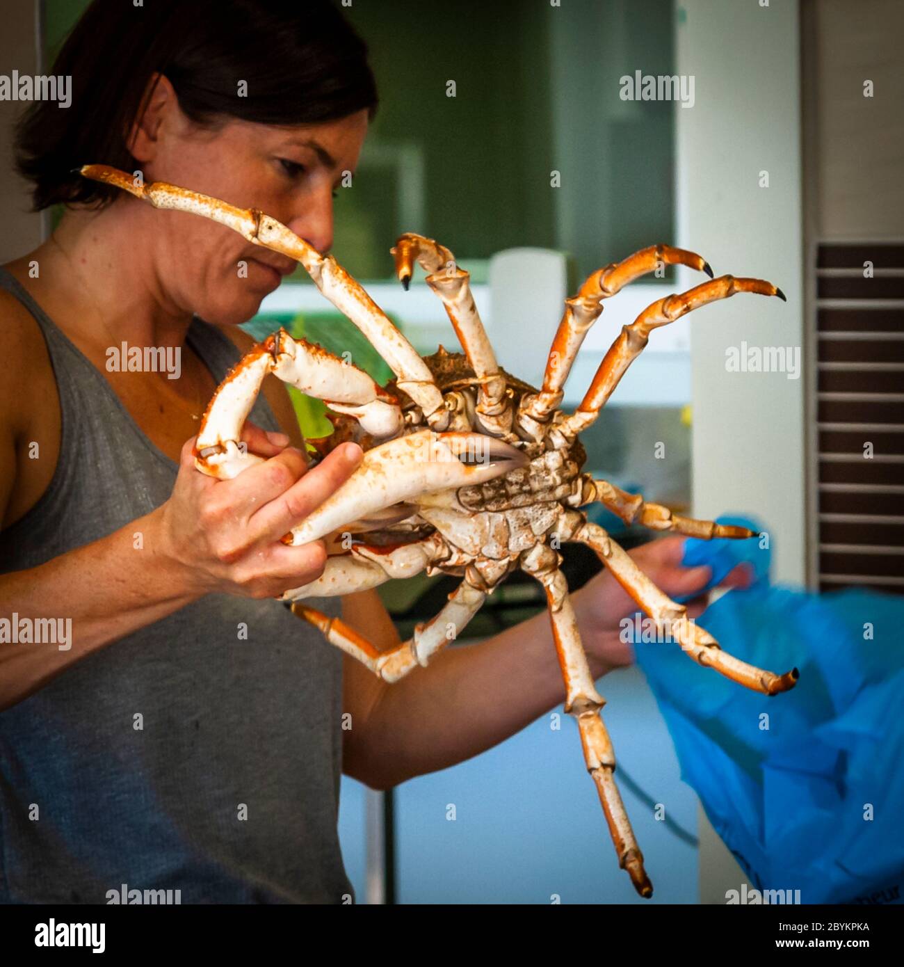 Breton fishmonger with a big spider crab Stock Photo - Alamy