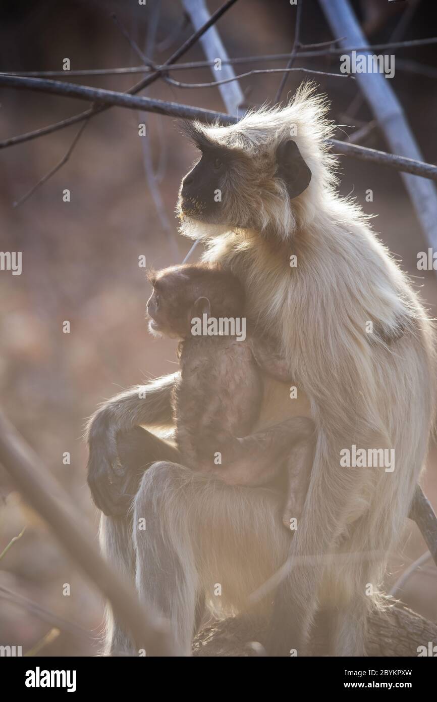 Panna national park monkey hi-res stock photography and images - Alamy