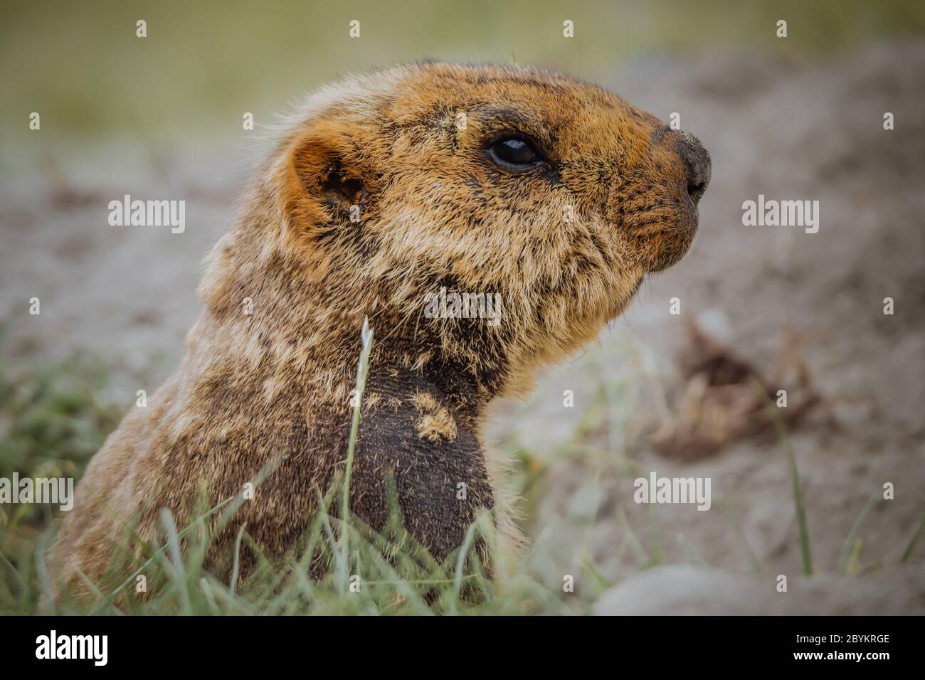 Himalayan Marmot head portrait, Ladakh, India Stock Photo - Alamy