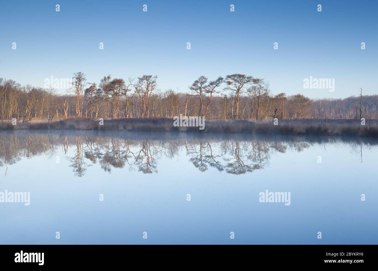 trees over blue sky reflected in swamp water Stock Photo - Alamy