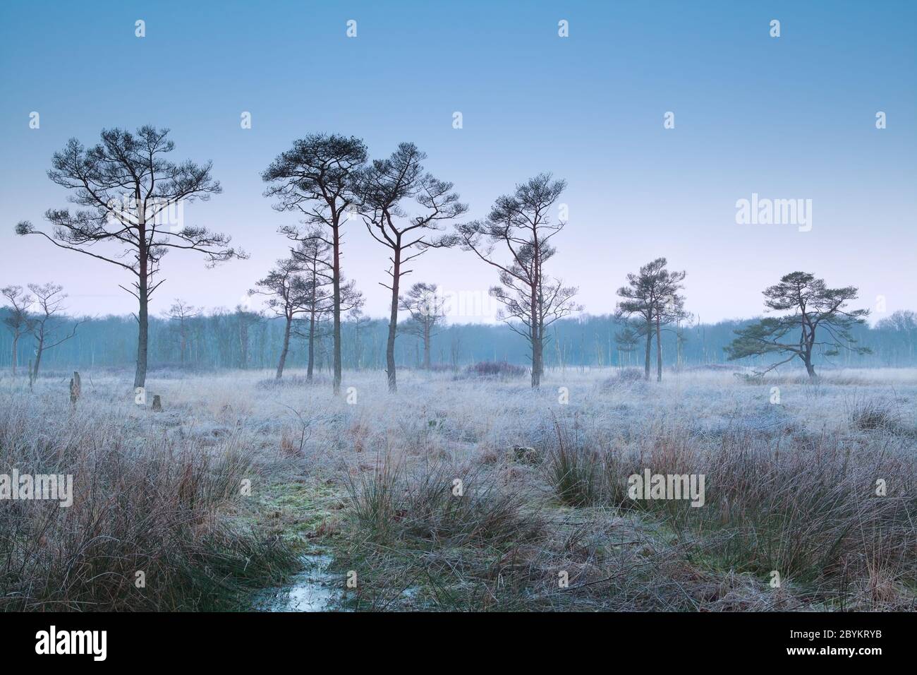 Cold misty spring morning hi-res stock photography and images - Alamy