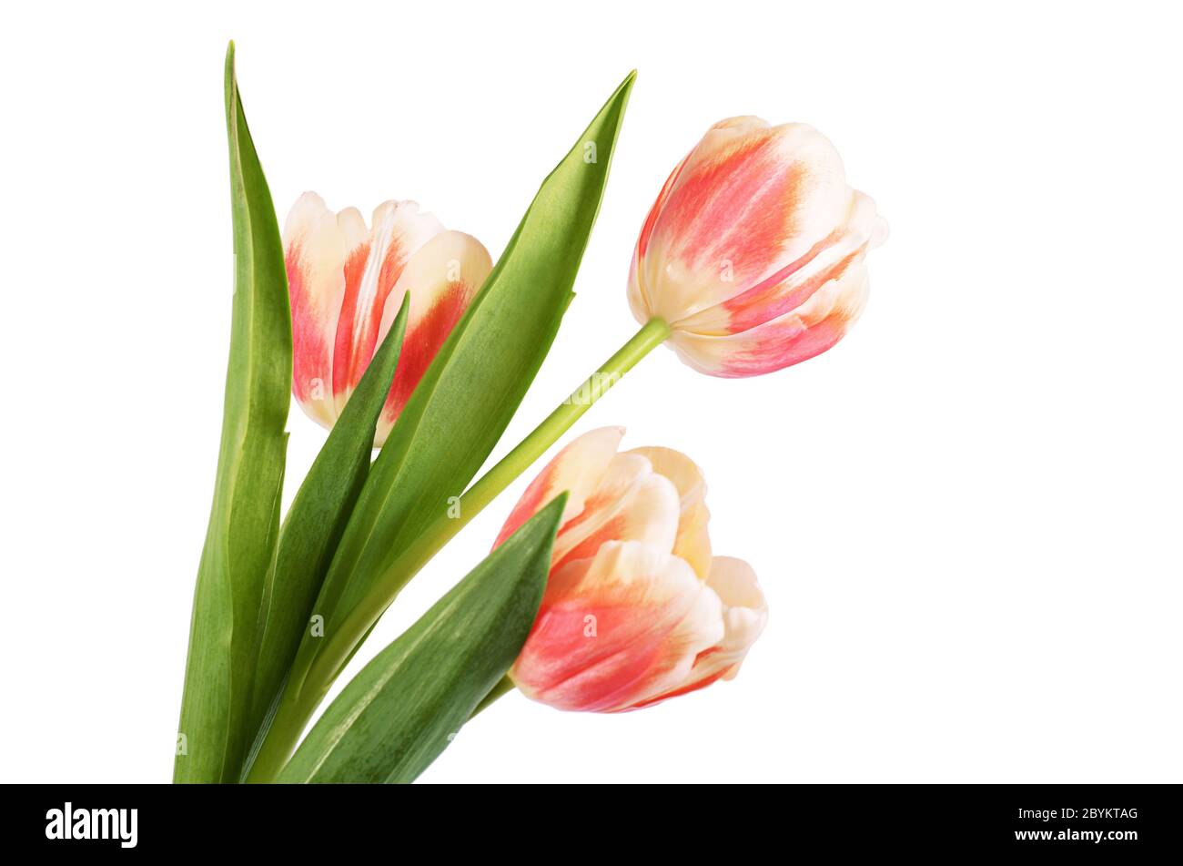 Pink white closeup tulip Cut Out Stock Images & Pictures - Alamy