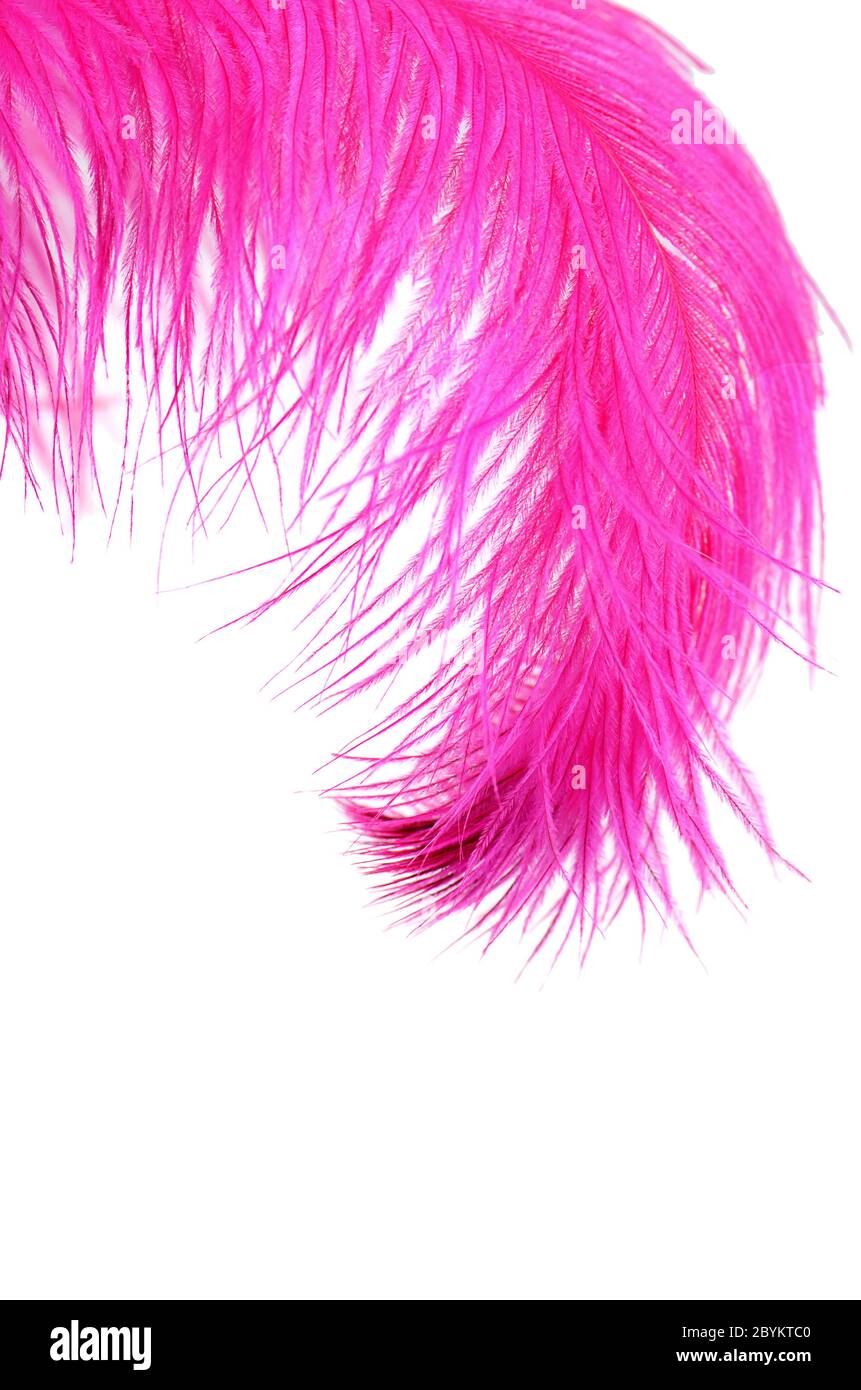 Pink beautiful feather isolated on white Stock Photo - Alamy