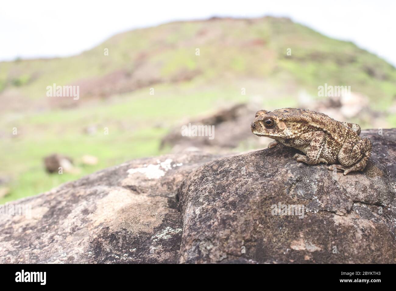 ndan Toad in habitat, Duttaphrynus melanostictus, Pune, Maharashtra ...