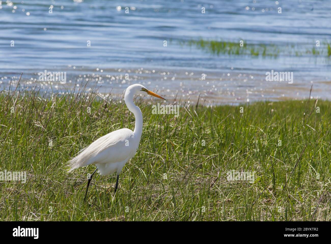 Great egret hunting in grass near ocean Stock Photo - Alamy