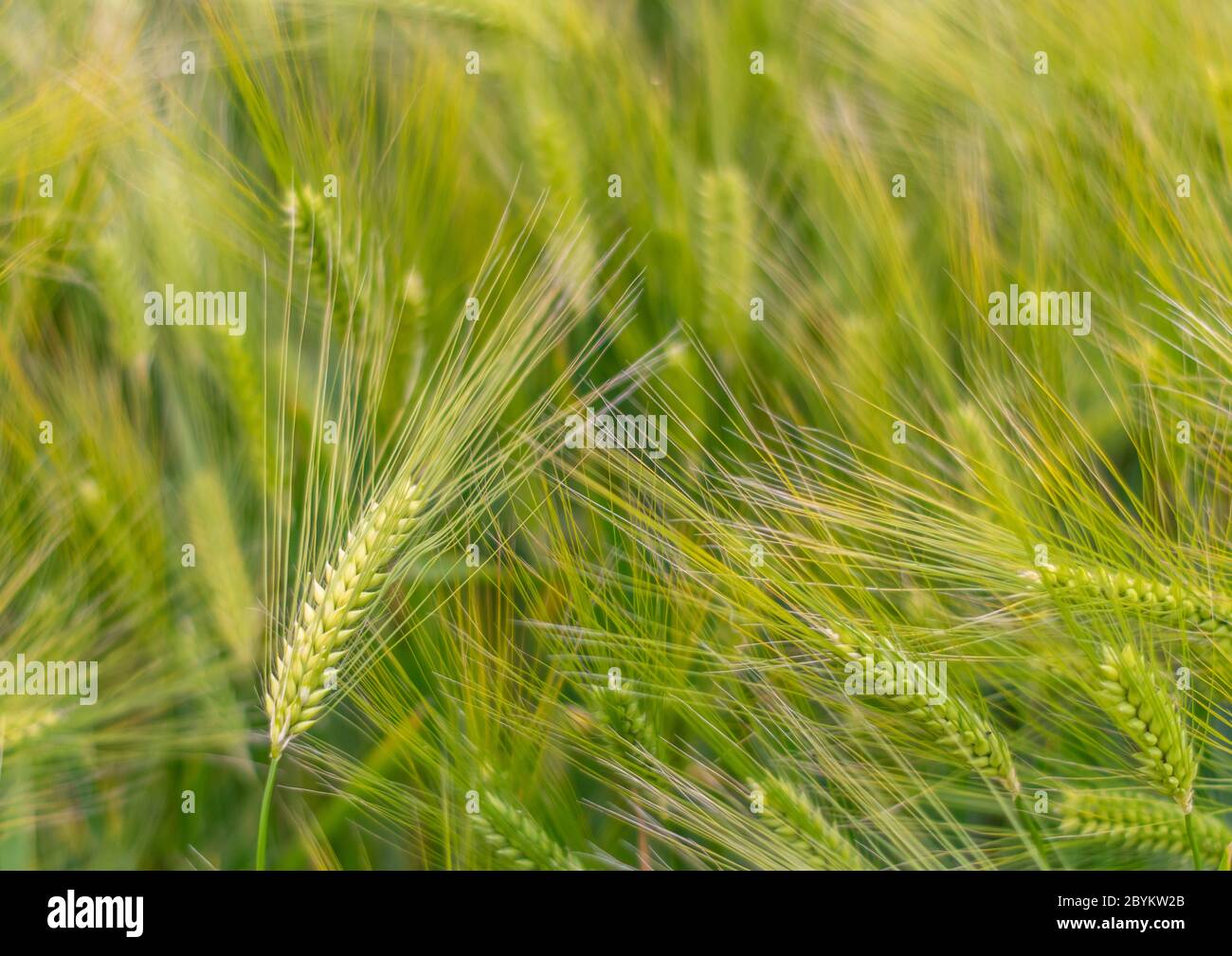 Barley Background