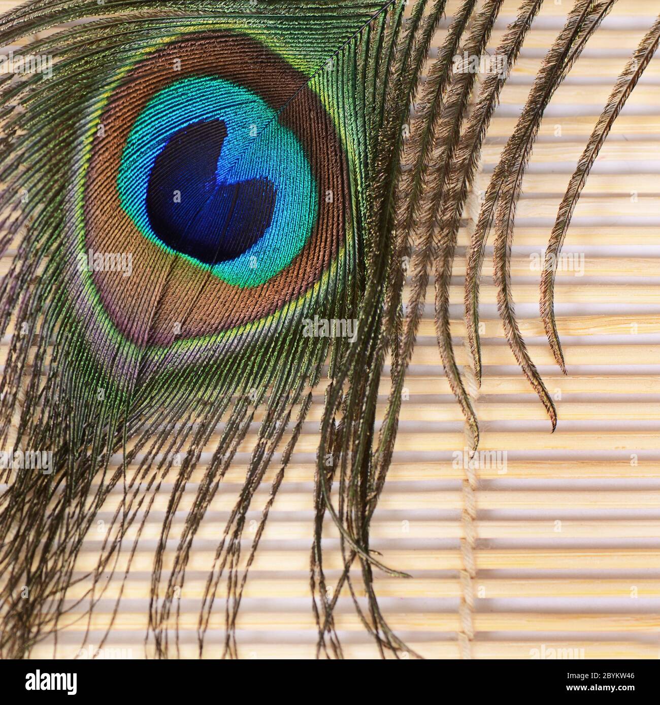 Beautiful feather of a peacock Stock Photo - Alamy