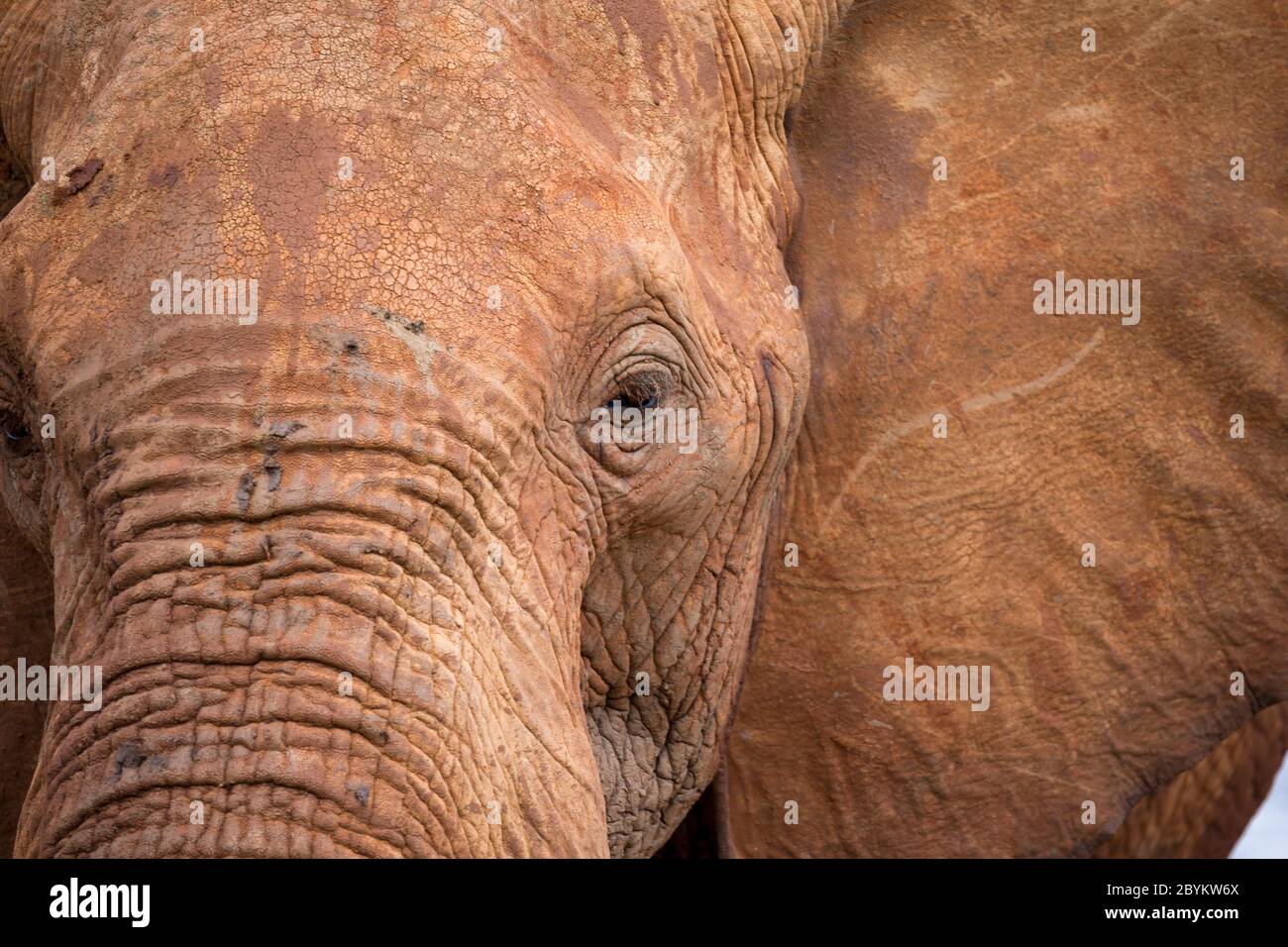 The face of one big red elephant Stock Photo - Alamy