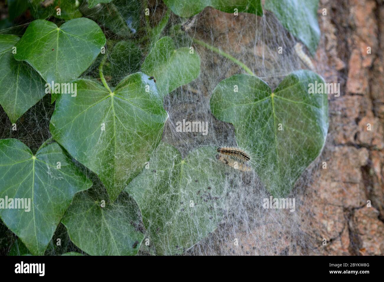 Oak Processionary Moth: Thaumetopoea processionea,. Larvae and nest on ...