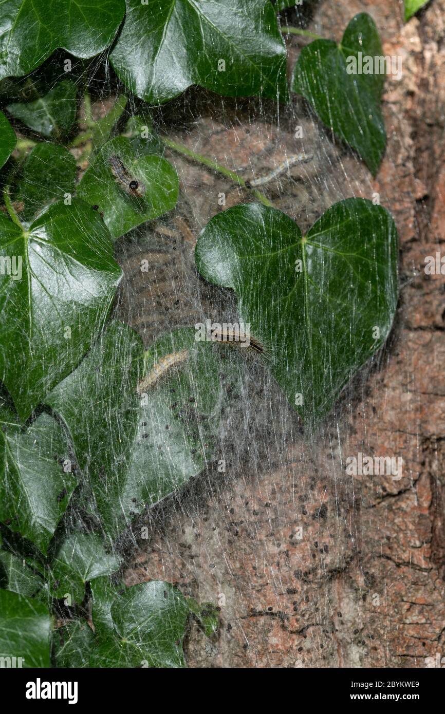 Oak processionary moth nest hi-res stock photography and images - Alamy
