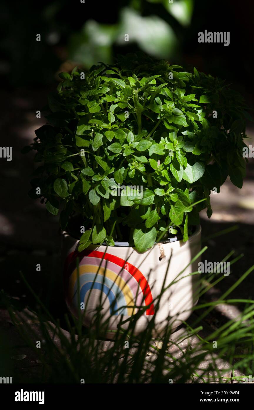 Greek bush basil plant inside a rainbow pot plant. London, England UK ...