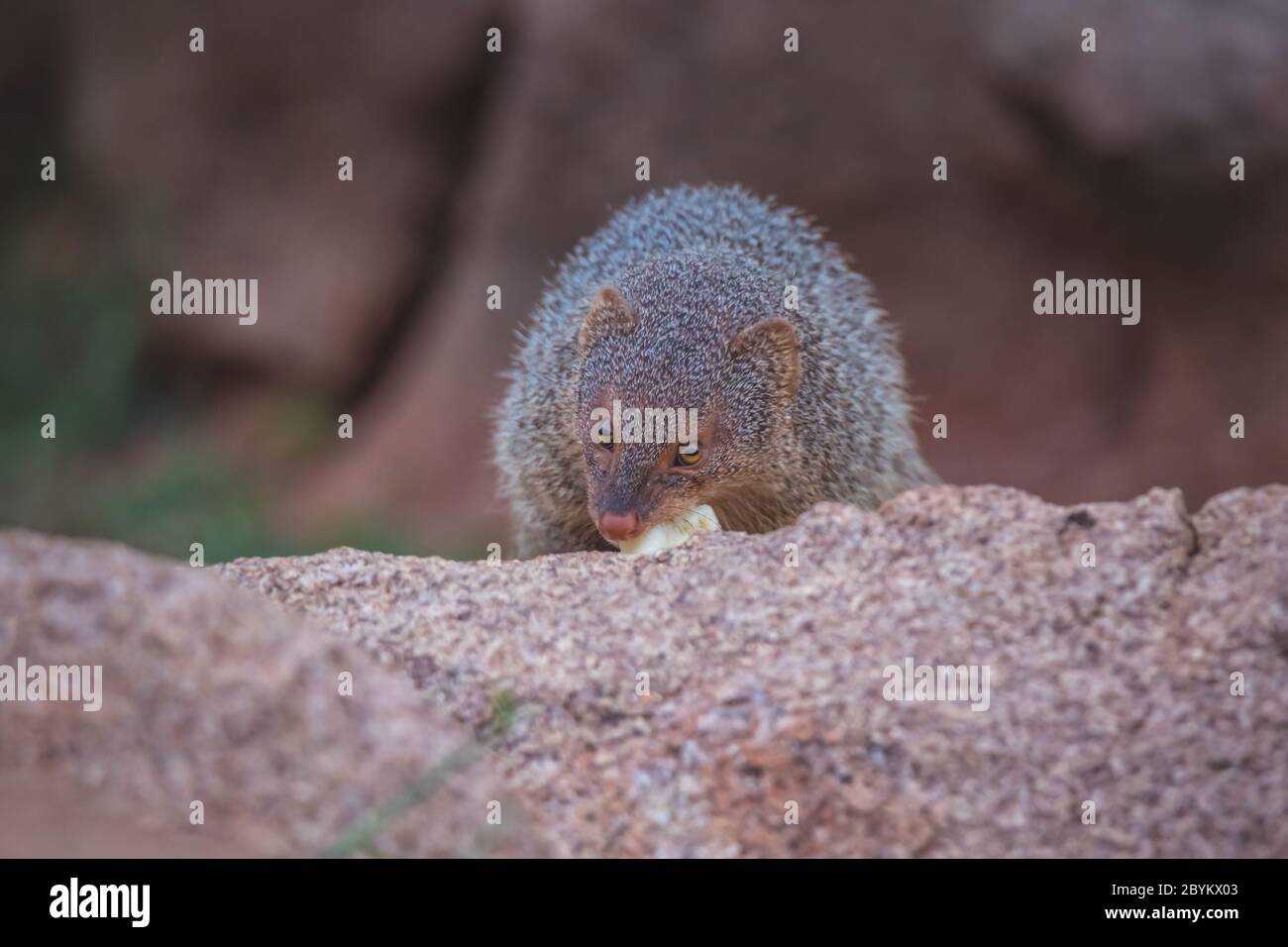 Indian grey mongoose eating, Herpestes edwardsi, Hampi, Karnataka ...