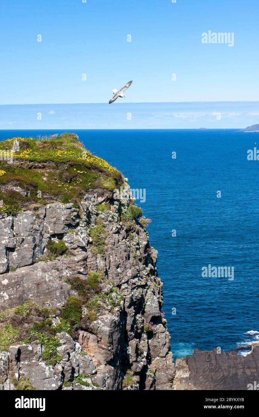 Fulmar, Fulmaris glacialis, soars high in the air over the cliffs of ...