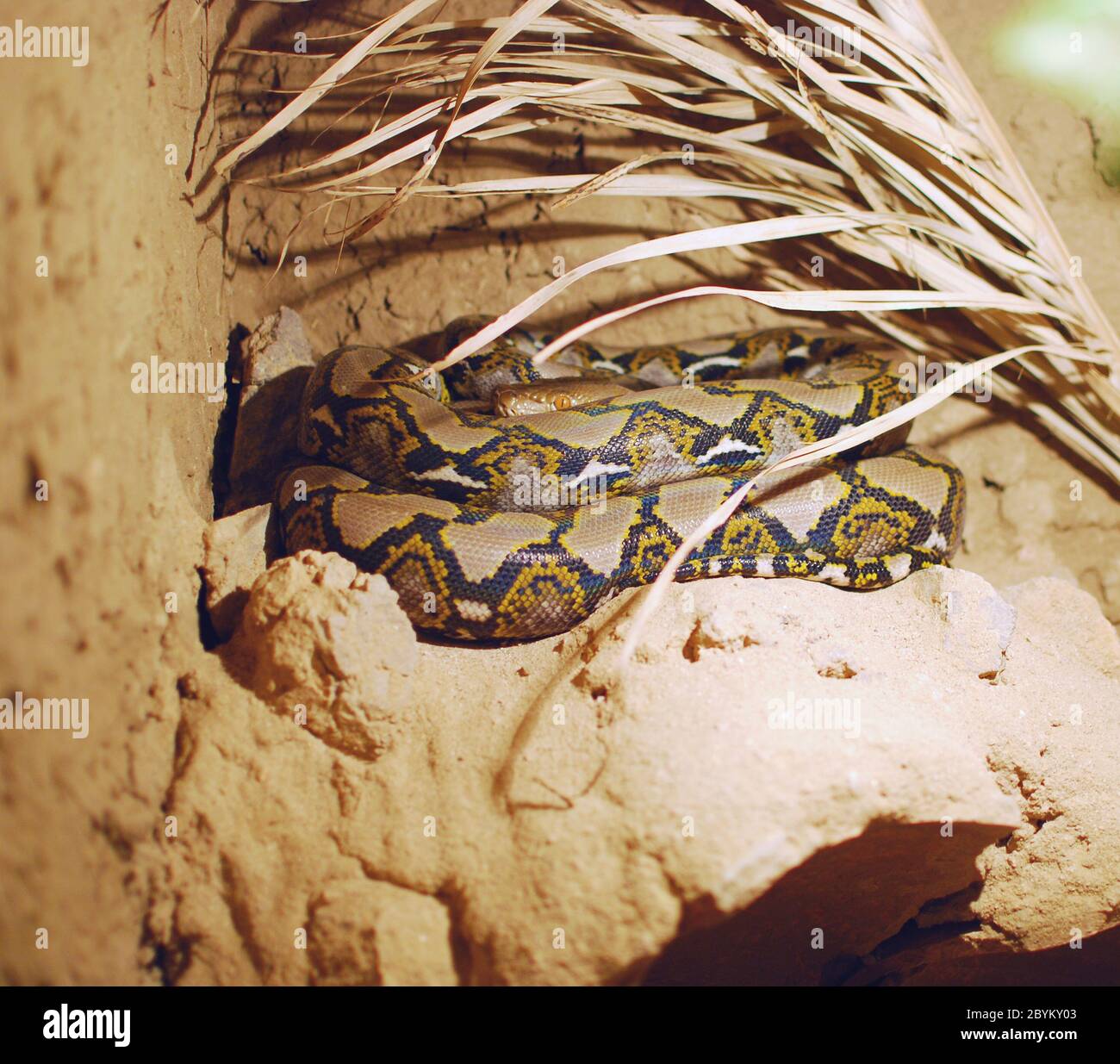 Oviparous snake hi-res stock photography and images - Alamy