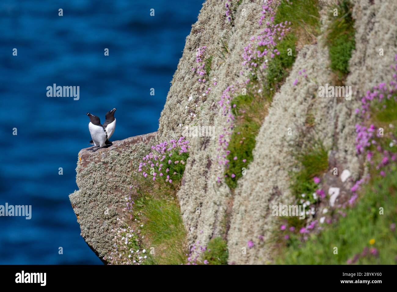 High cliff ledge hi-res stock photography and images - Alamy