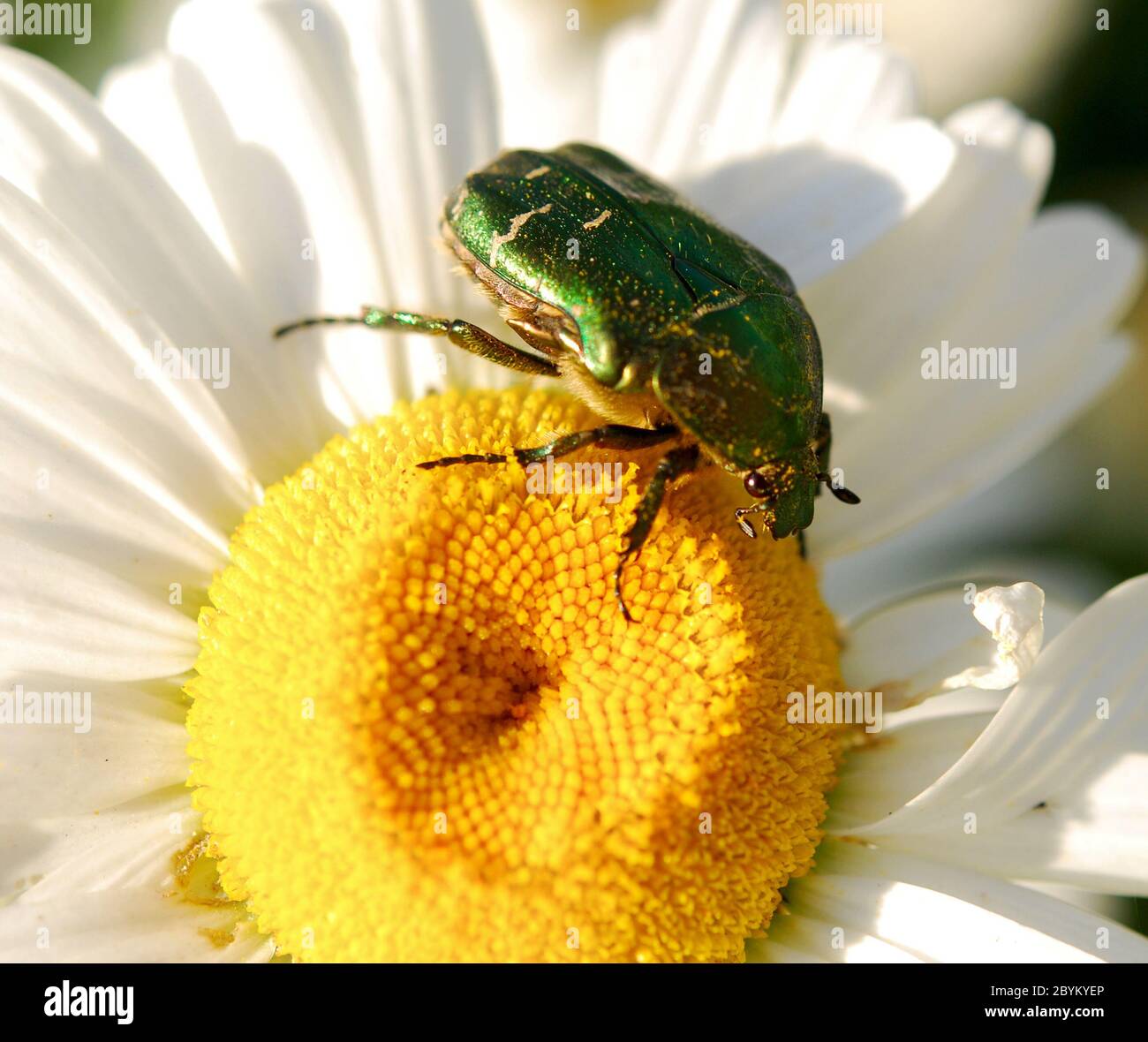 Armour bug hi-res stock photography and images - Alamy