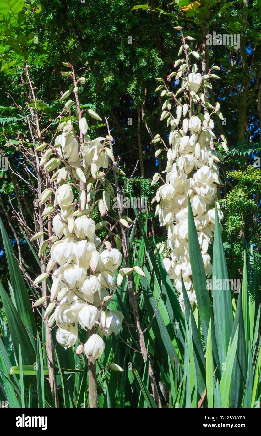 Yuccas portrait hi-res stock photography and images - Alamy