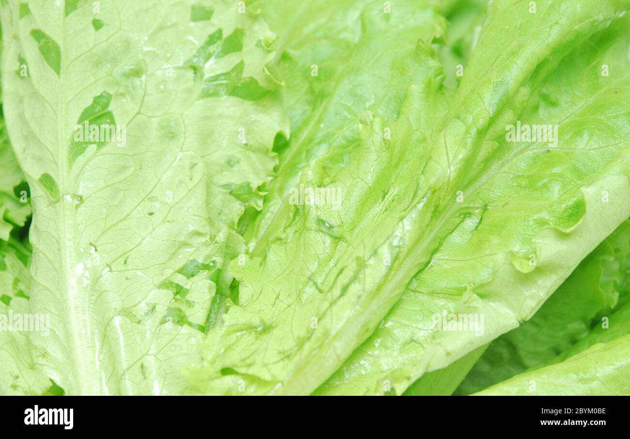Lettuce gre hi-res stock photography and images - Alamy
