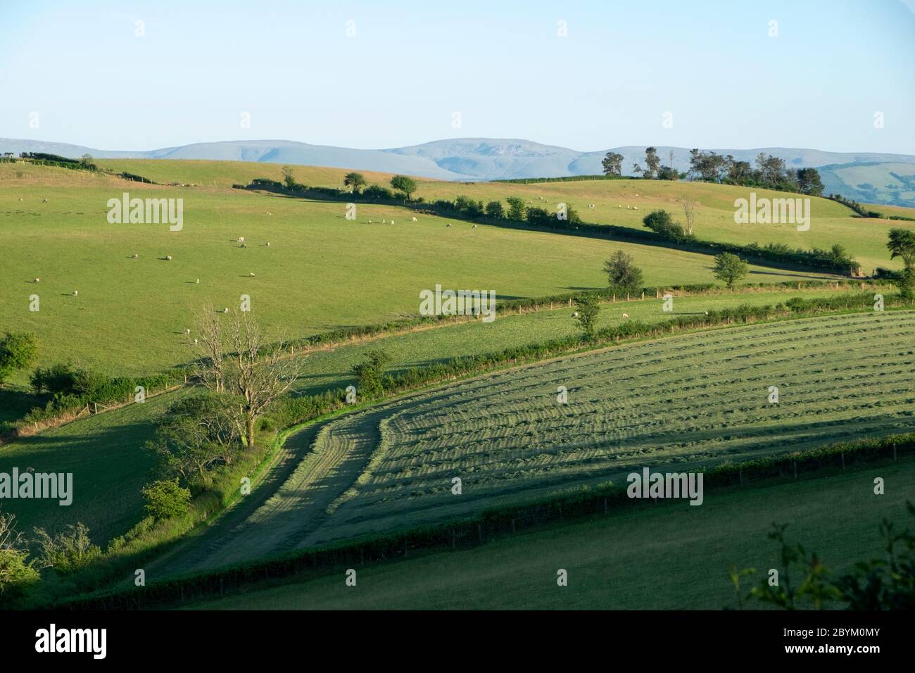 View of freshly mown hayfield with field gathered into rows for silage ...