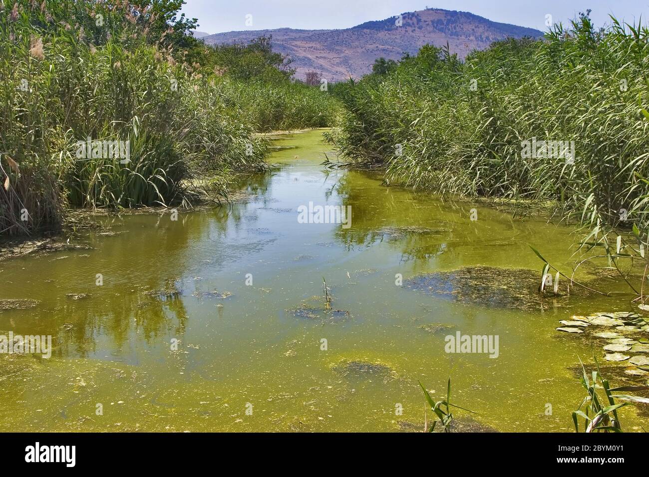 Scum pond water stagnant hi-res stock photography and images - Alamy