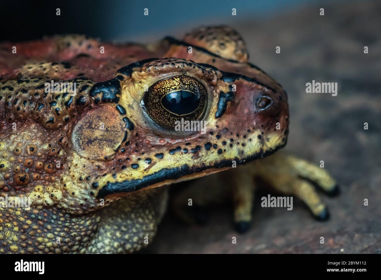 Indian common toad hi-res stock photography and images - Alamy