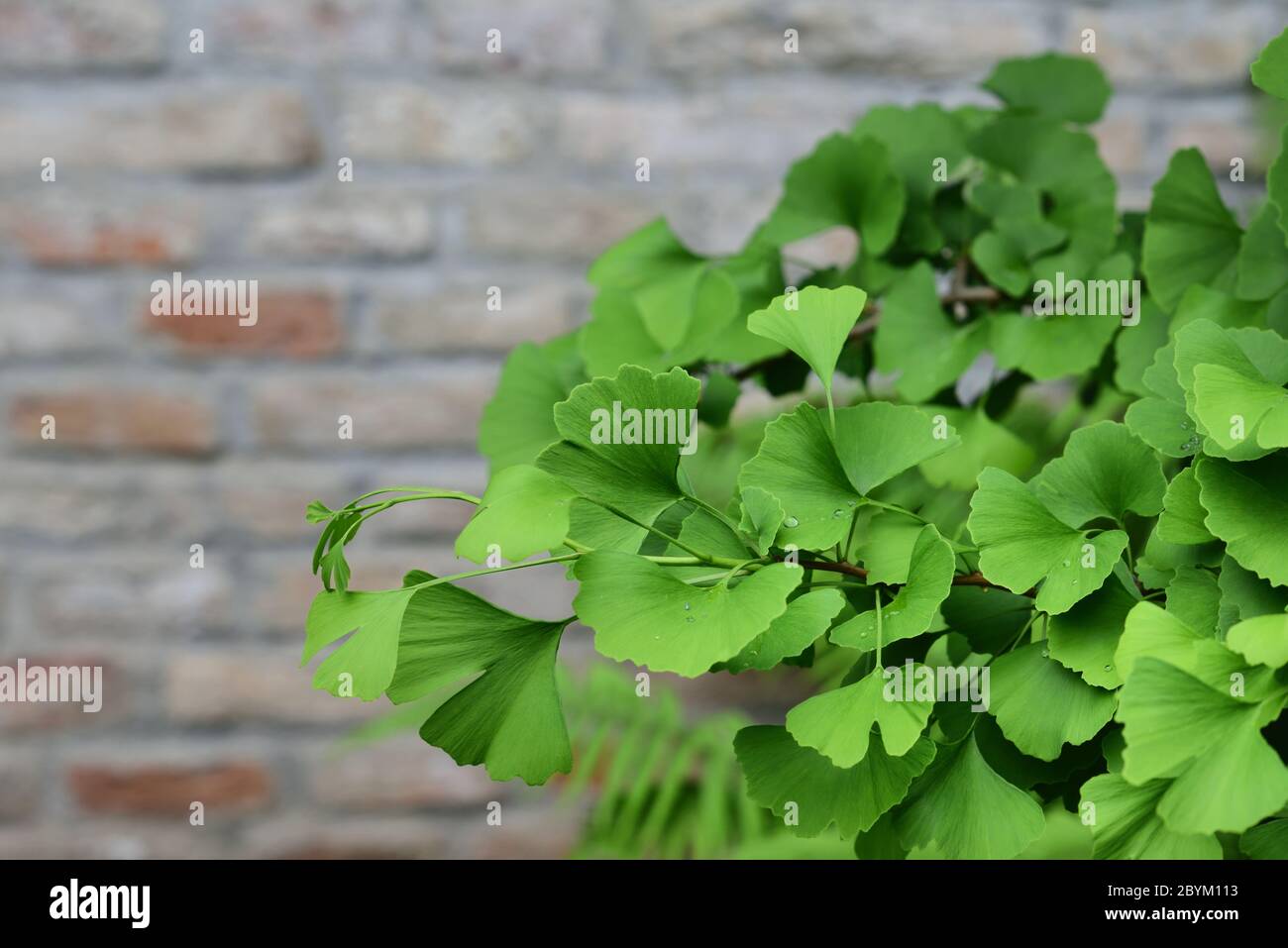 Gingko leaves hi-res stock photography and images - Alamy