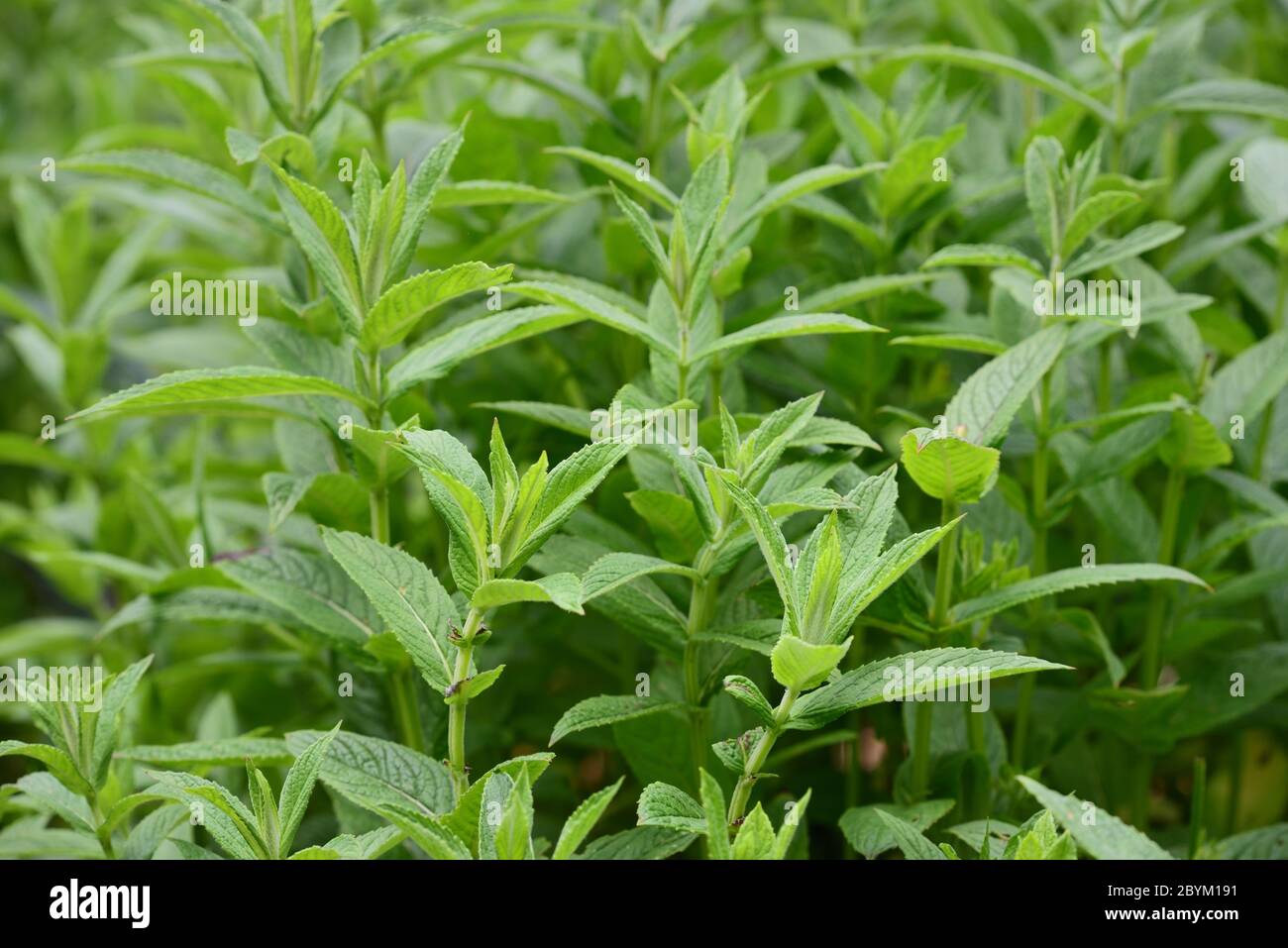 A field of green fresh mint plants in spring Stock Photo - Alamy