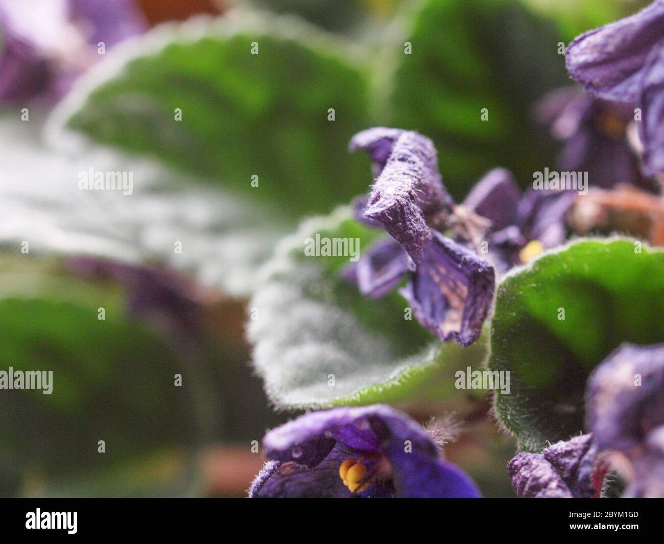 Things decay hi-res stock photography and images - Alamy